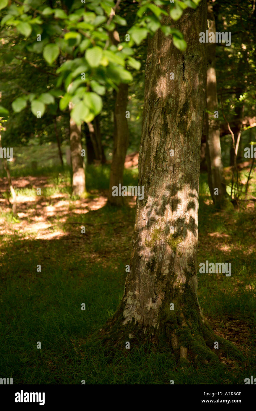 Shadows of beech leeves on the bark of a beech tree (Fagus sylvatica ...