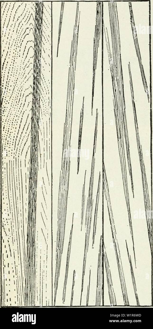 Archive image from page 5 of Defects in timber caused by Stock Photo ...