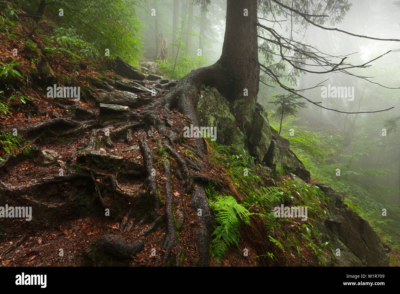 Roots of a spruce, hiking path to Grosser Falkenstein, Bavarian Forest ...