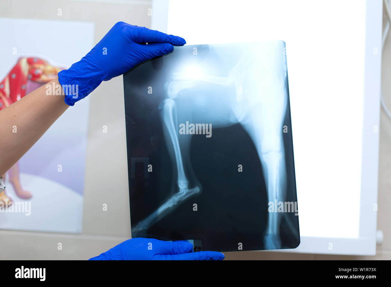 Dog leg x ray hi-res stock photography and images - Alamy