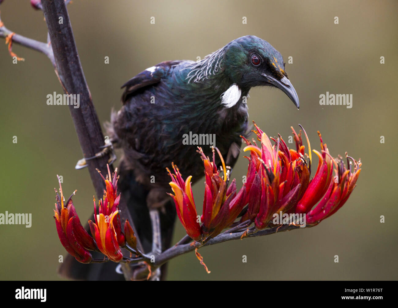 Tui new zealand hi-res stock photography and images - Alamy