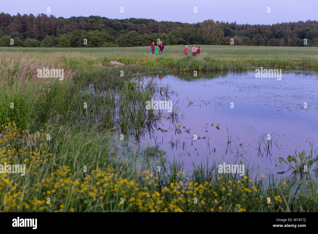 concert of frogs, guided tour by a ranger of the Müritz National Park ...