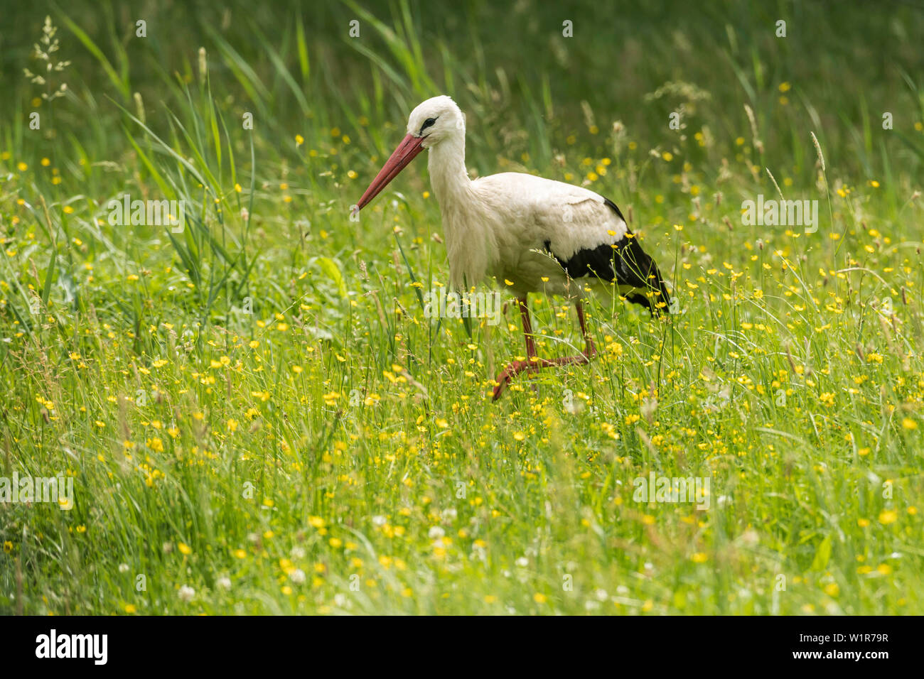 Middle eastern flower hi-res stock photography and images - Alamy