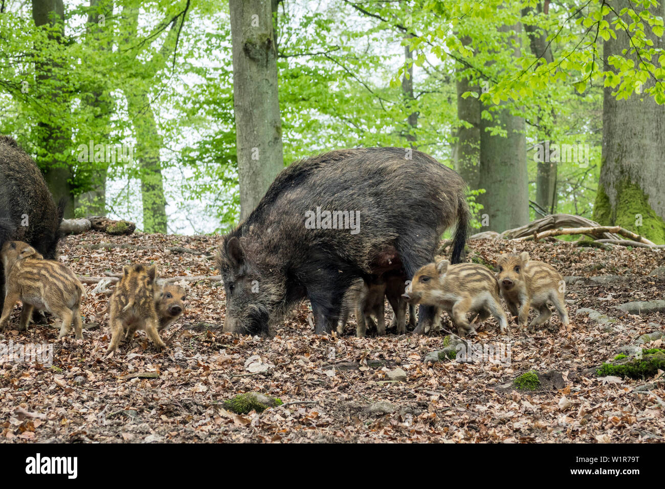 Wild boar, female with cubs, Sus scrofa, Germany, Europe Stock Photo ...