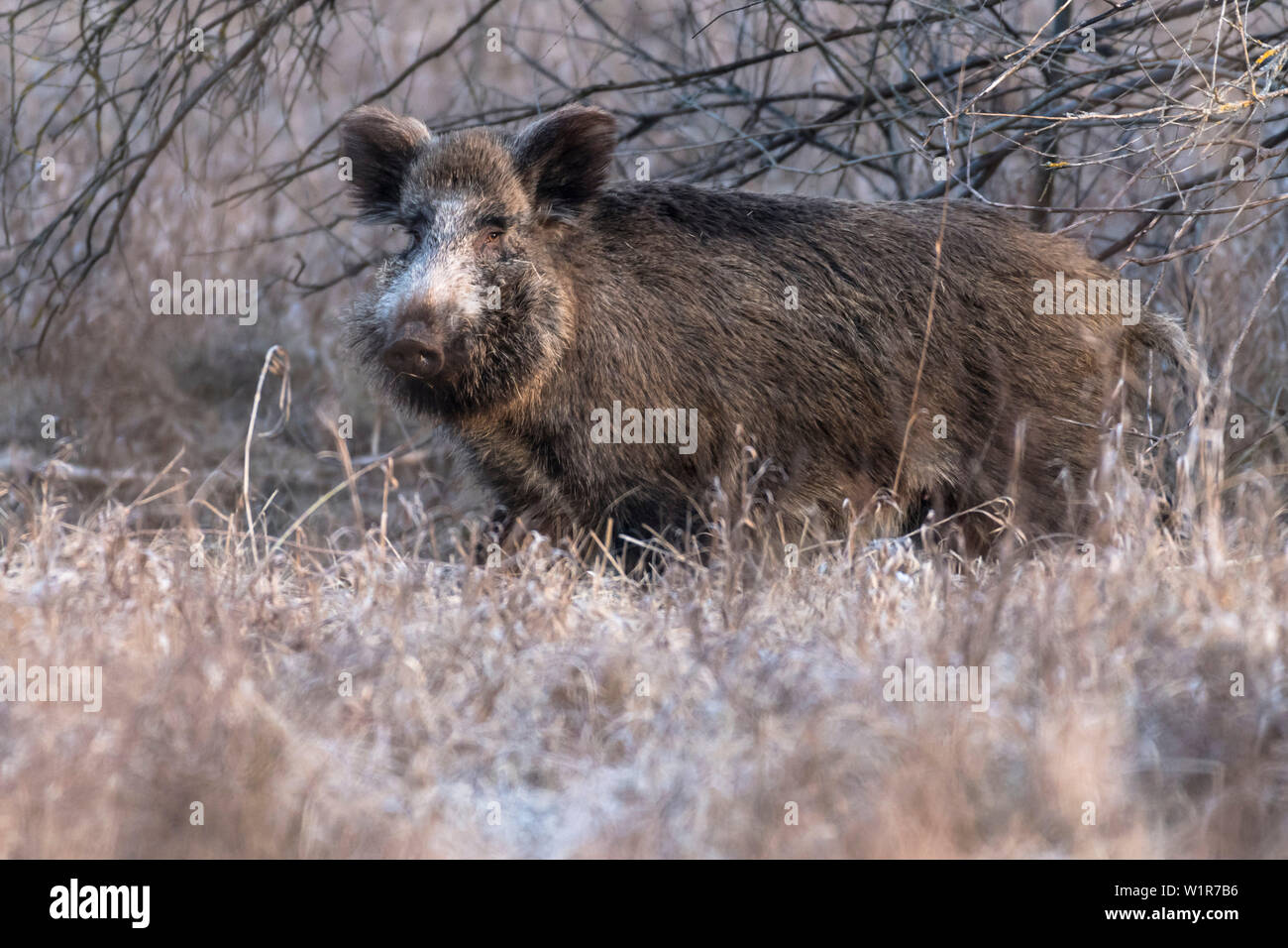 Wild boar in Brandenburg Germany Stock Photo - Alamy