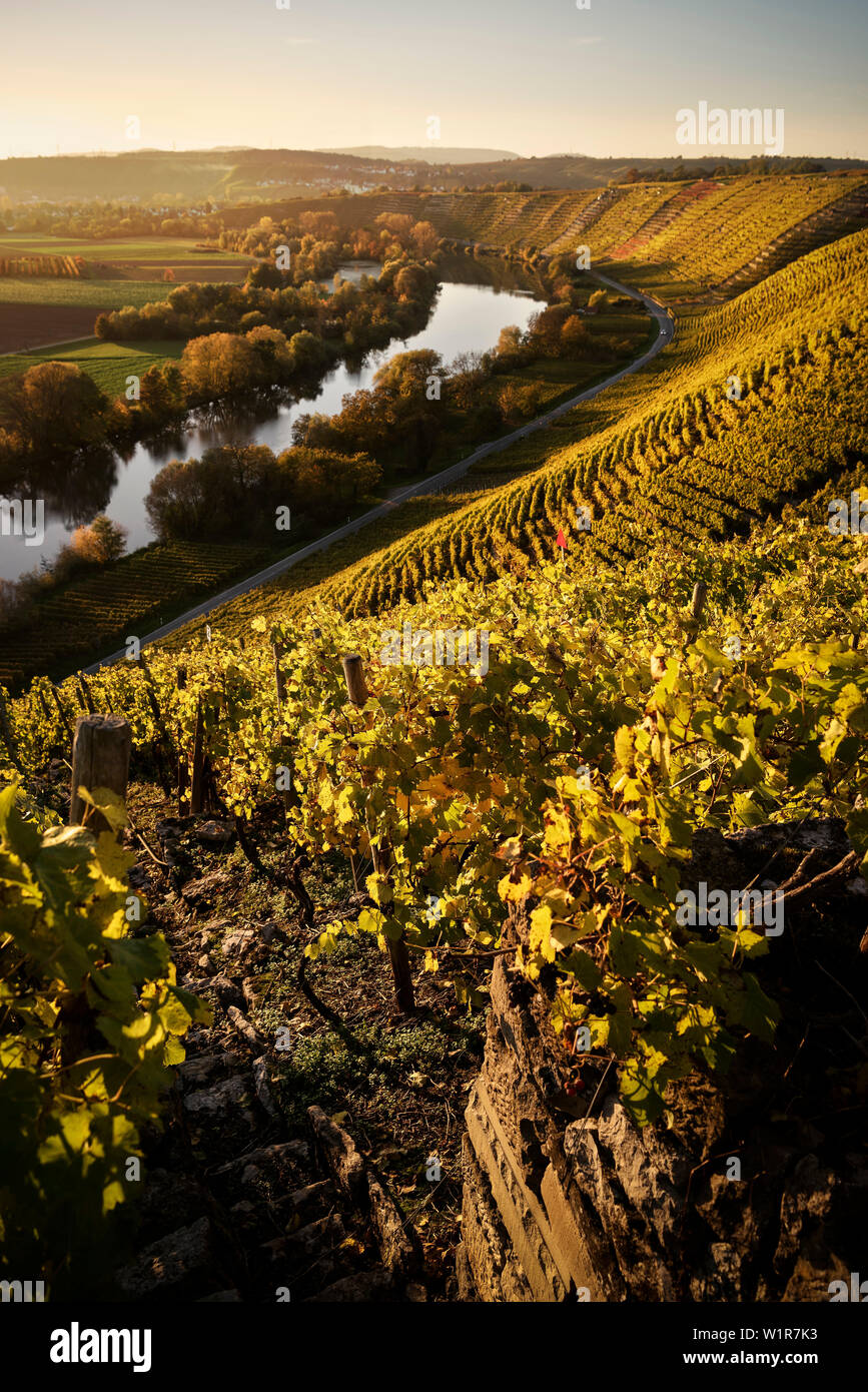 the Neckar river sneaks his way along climbing and wine growing region ...