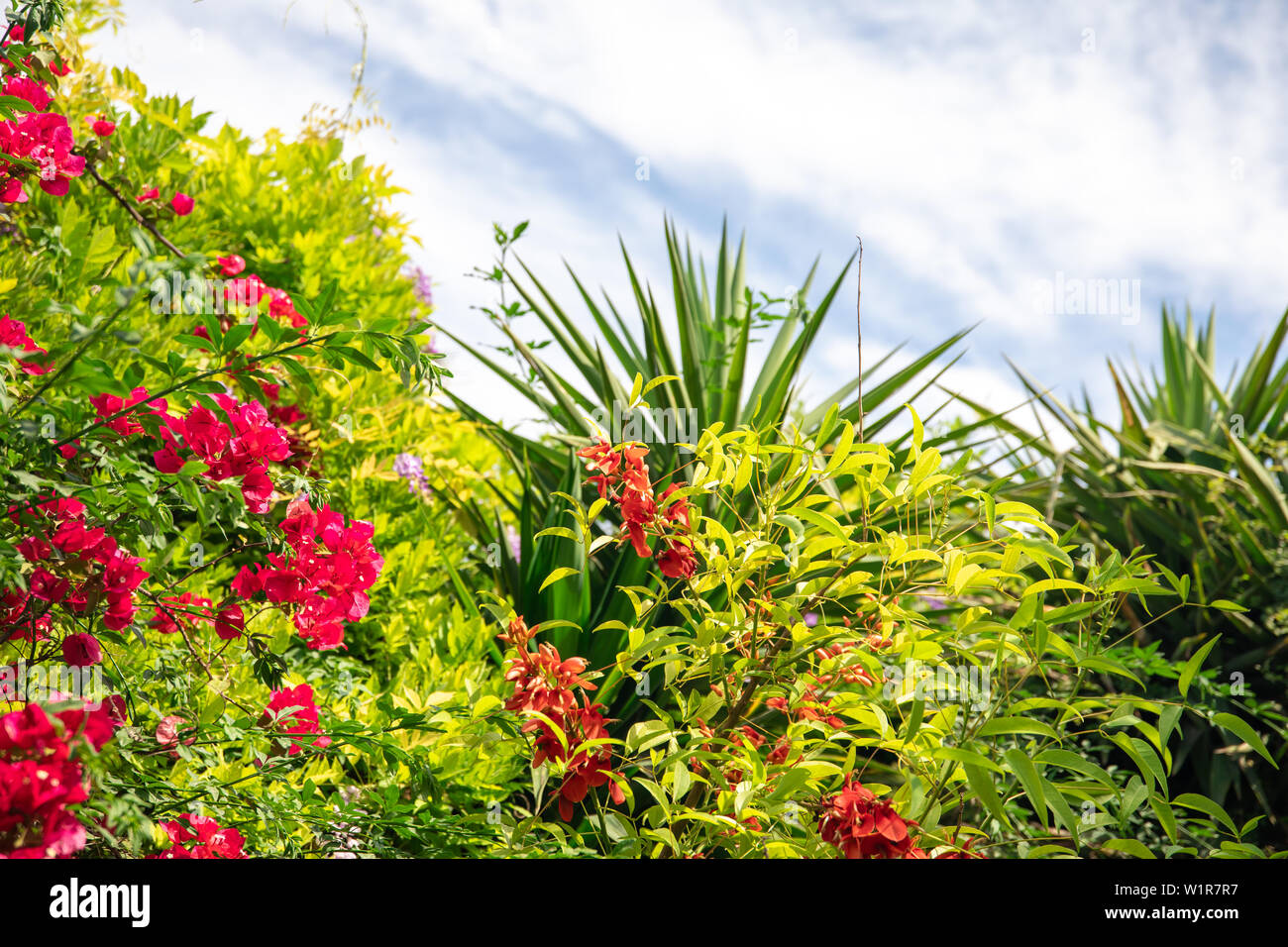 Beautiful red or pink Bougainvillea flowers, plants and garden in ...