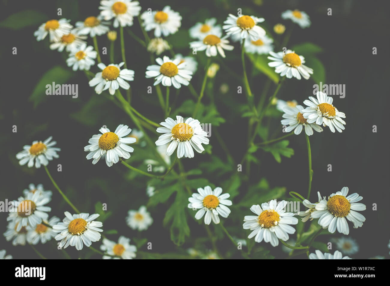 German chamomile on a dark background. Looks like a bouquet of flowers ...