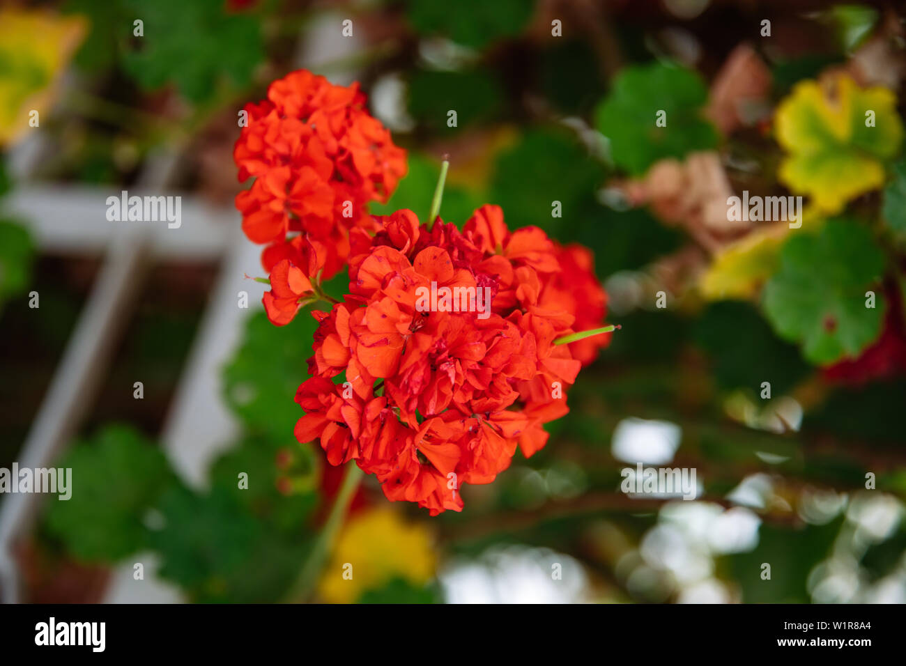 Beautiful red sardinia flowers, plants and garden in Bodrum city of ...