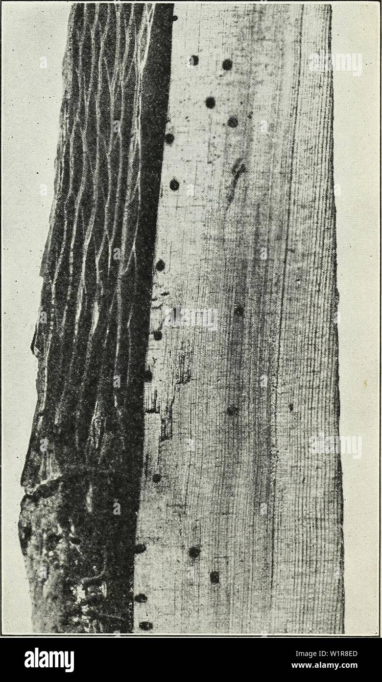 Archive image from page 8 of Defects in timber caused by Stock Photo ...