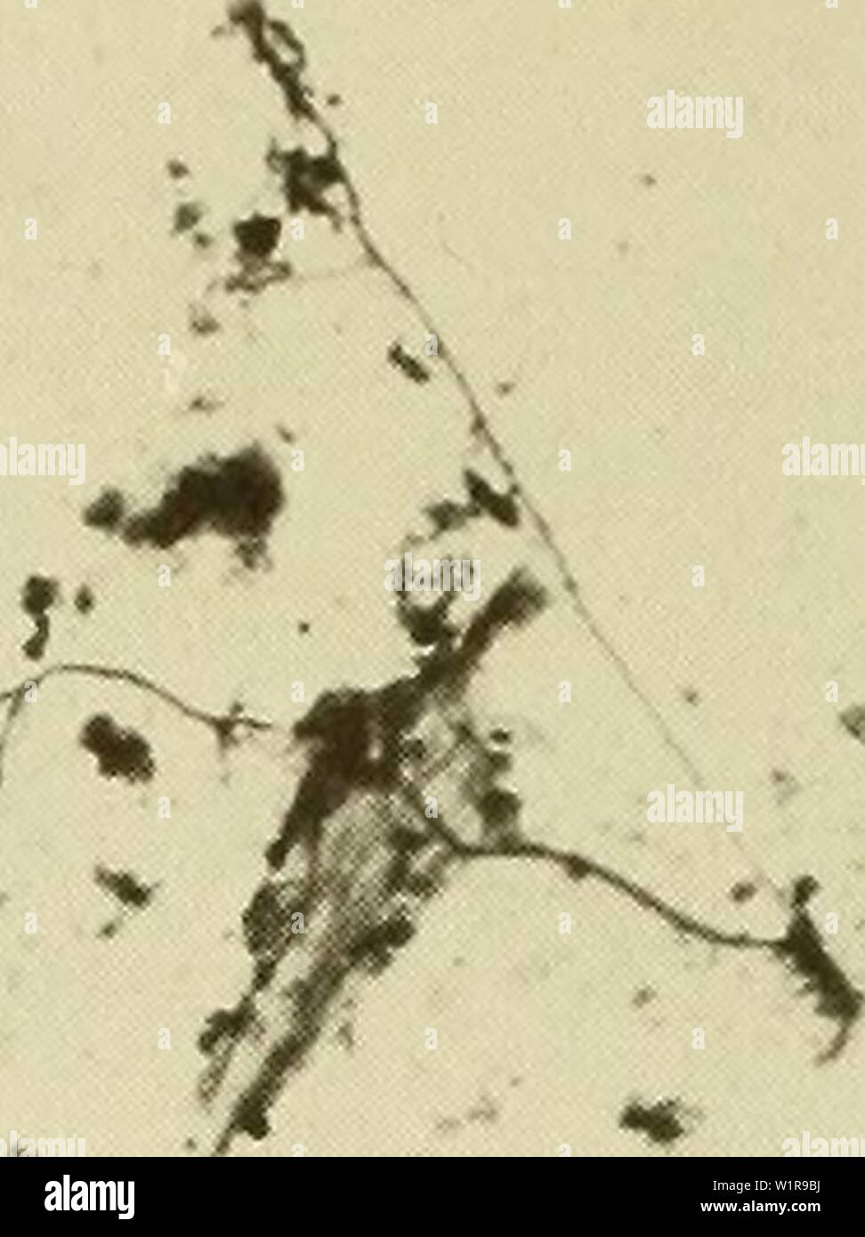 Archive image from page 45 of Deep-ocean biodeterioration of materials ...