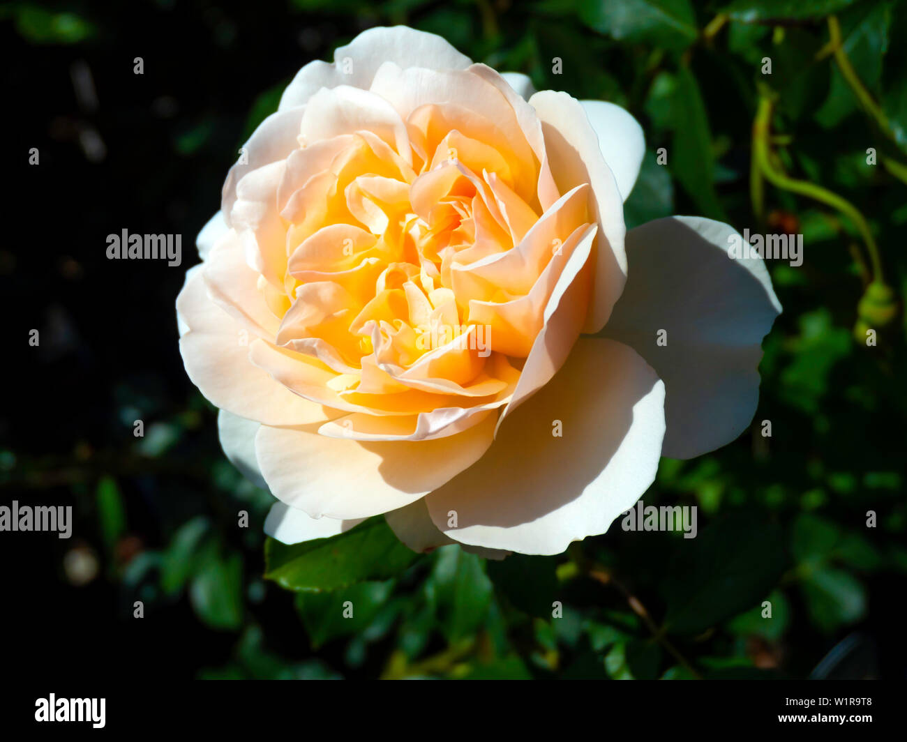 Lichfield angel rose hi-res stock photography and images - Alamy