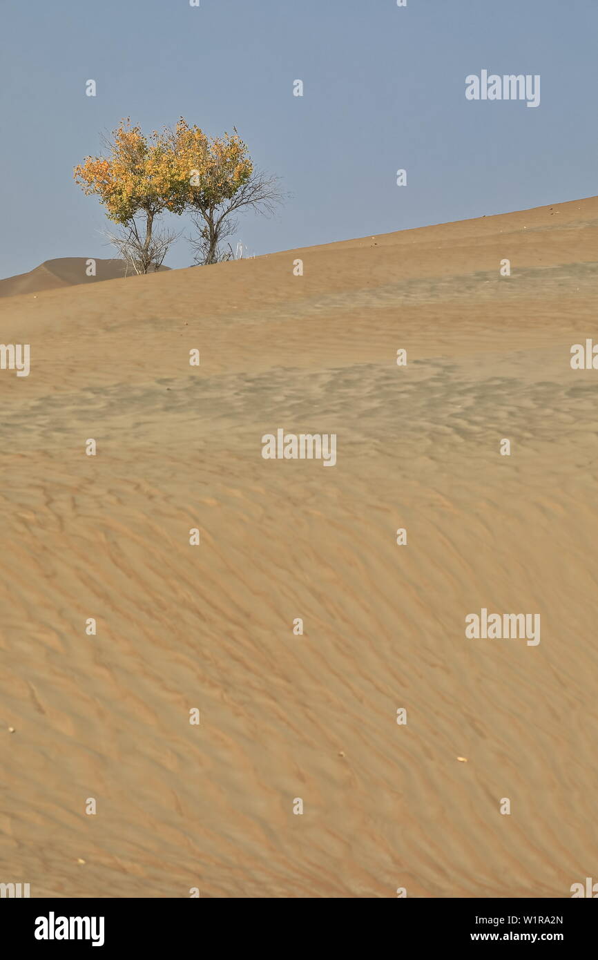 Couple of desert poplar-Populus euphratica trees. Keriya county ...