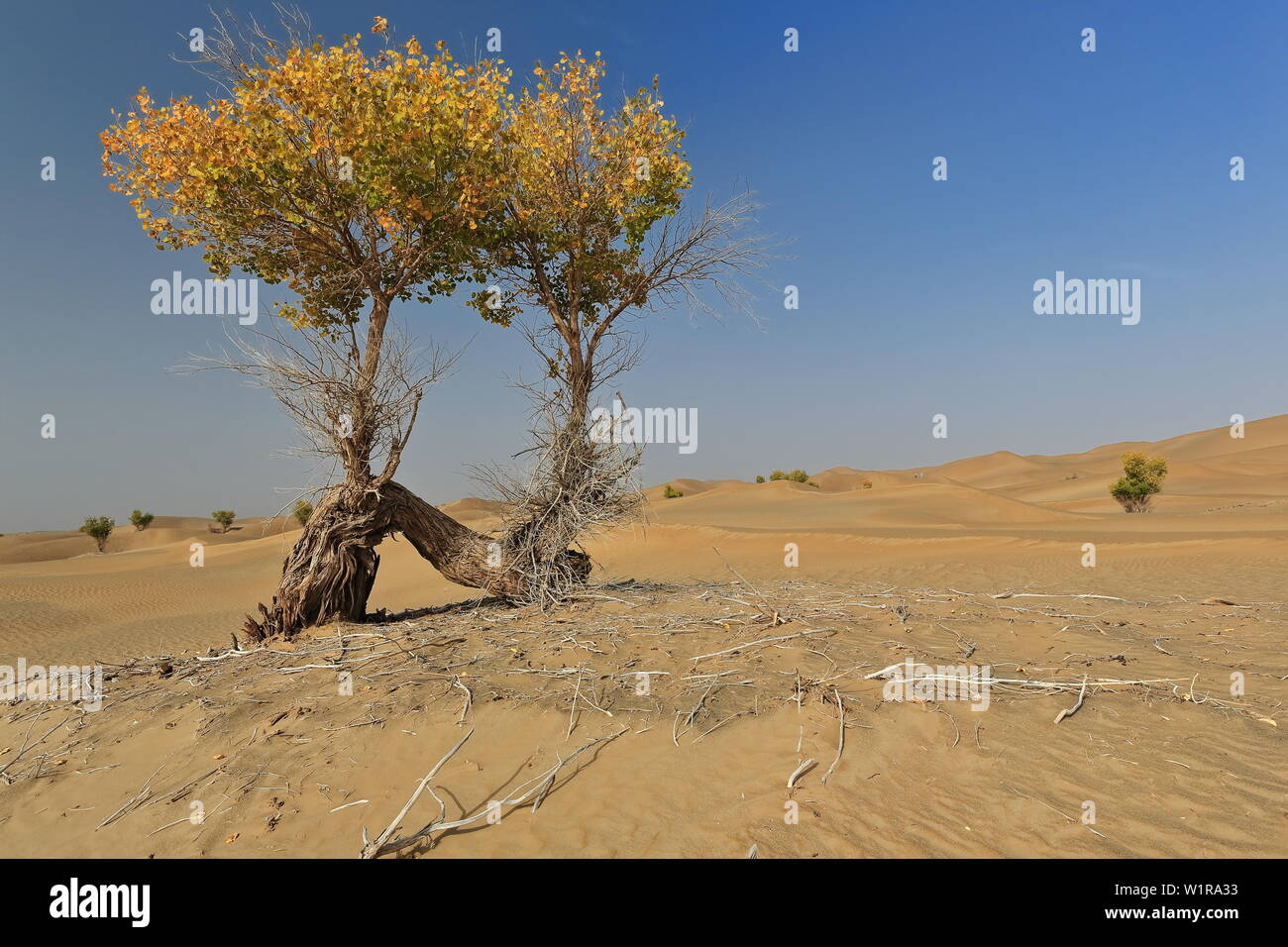 Lonely double-stemmed isolated desert poplar-Populus euphratica tree ...