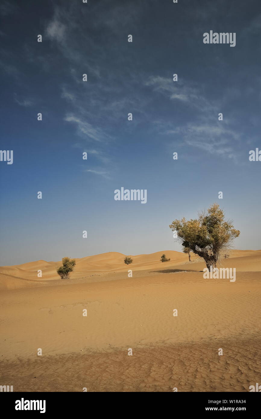 Several isolated desert poplar-Populus euphratica trees. Keriya county ...