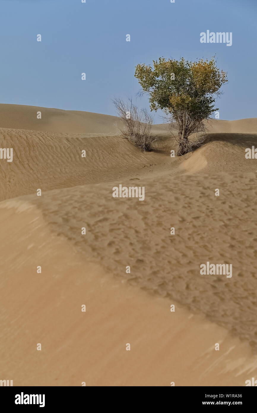 Several isolated desert poplar-Populus euphratica trees. Keriya county ...