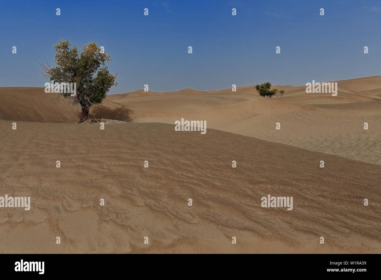 Several isolated desert poplar-Populus euphratica trees. Keriya county ...