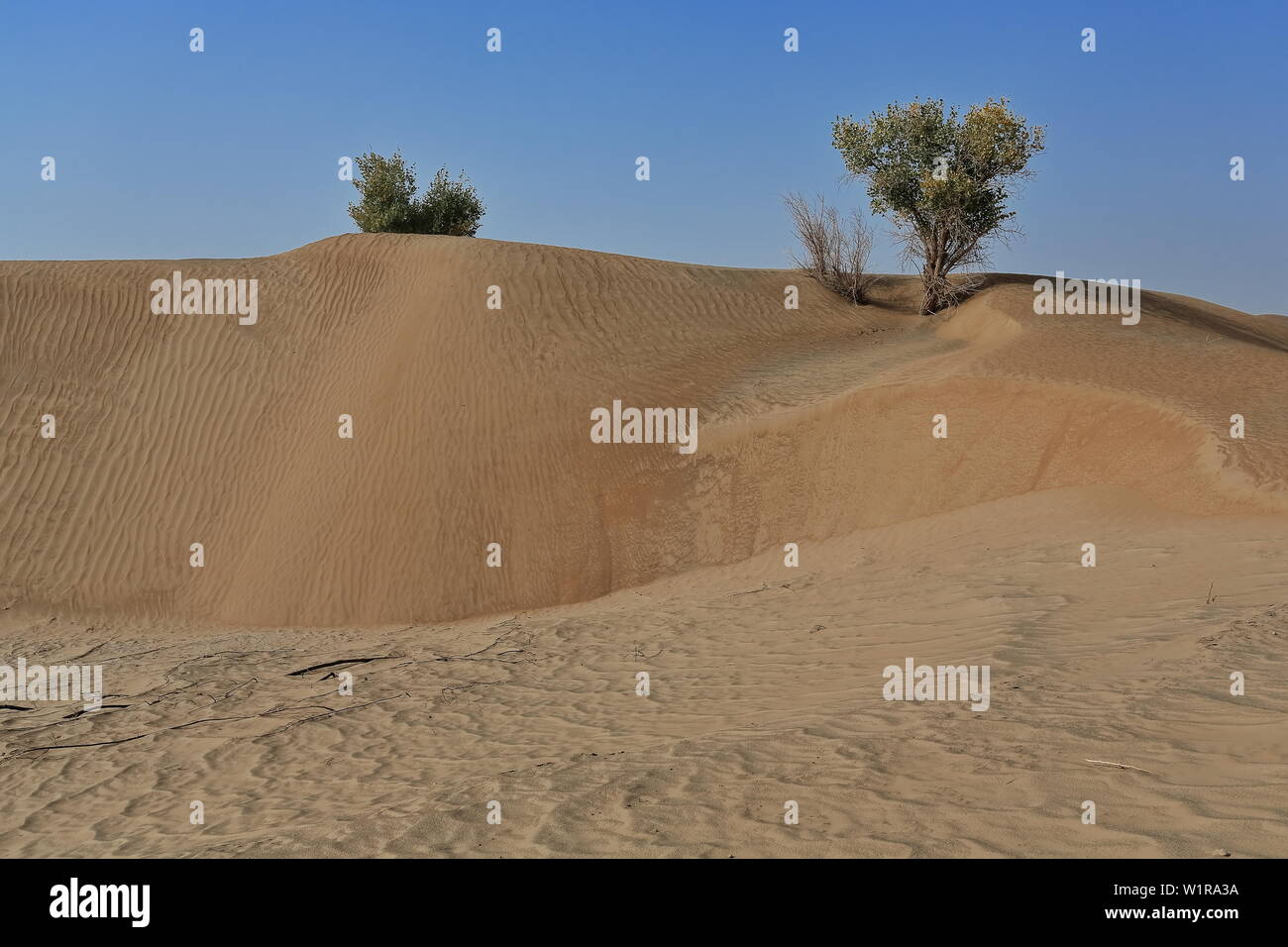 Several isolated desert poplar-Populus euphratica trees. Keriya county ...
