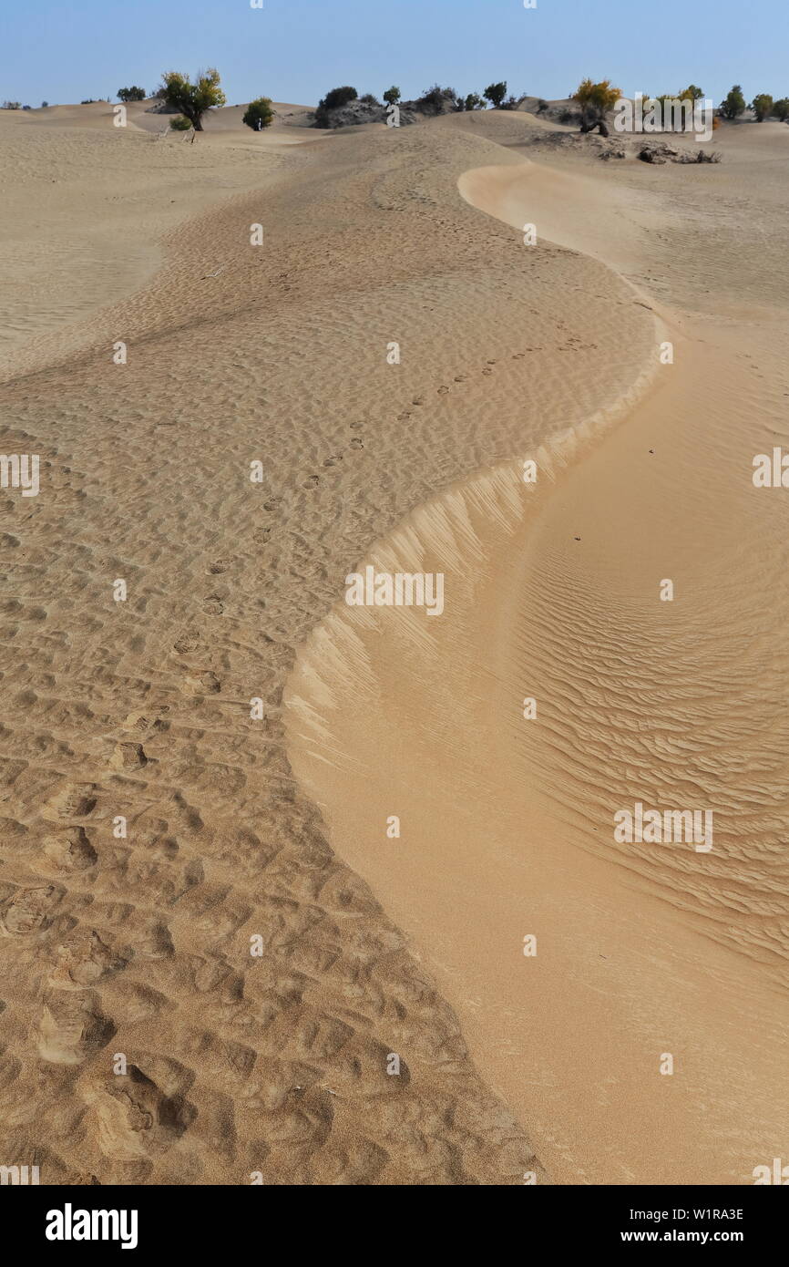 Group of desert poplar-Populus euphratica trees. Keriya county-Xinjiang ...