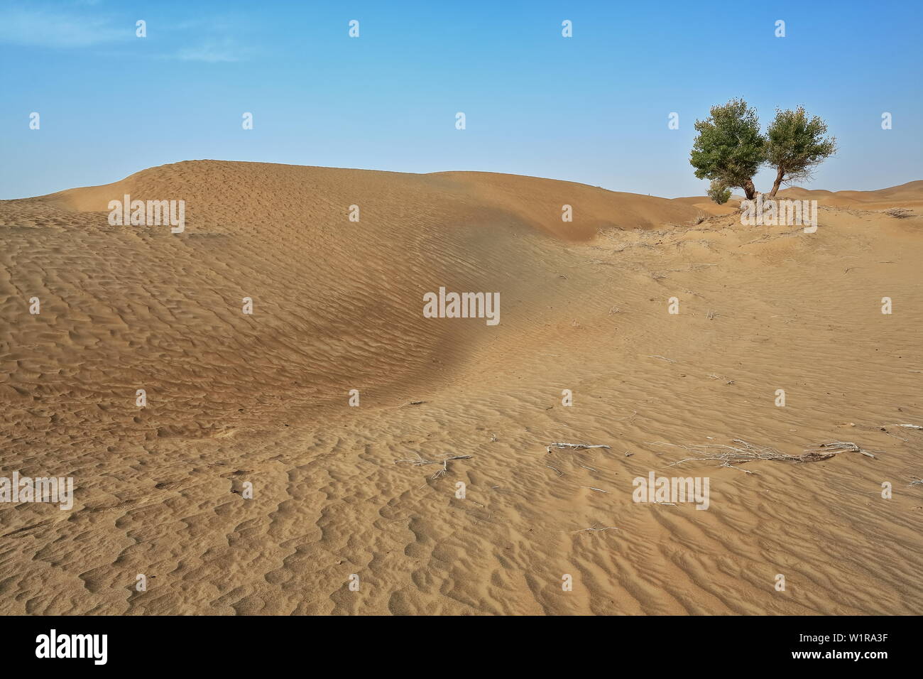 Couple of desert poplar-Populus euphratica trees. Keriya county ...