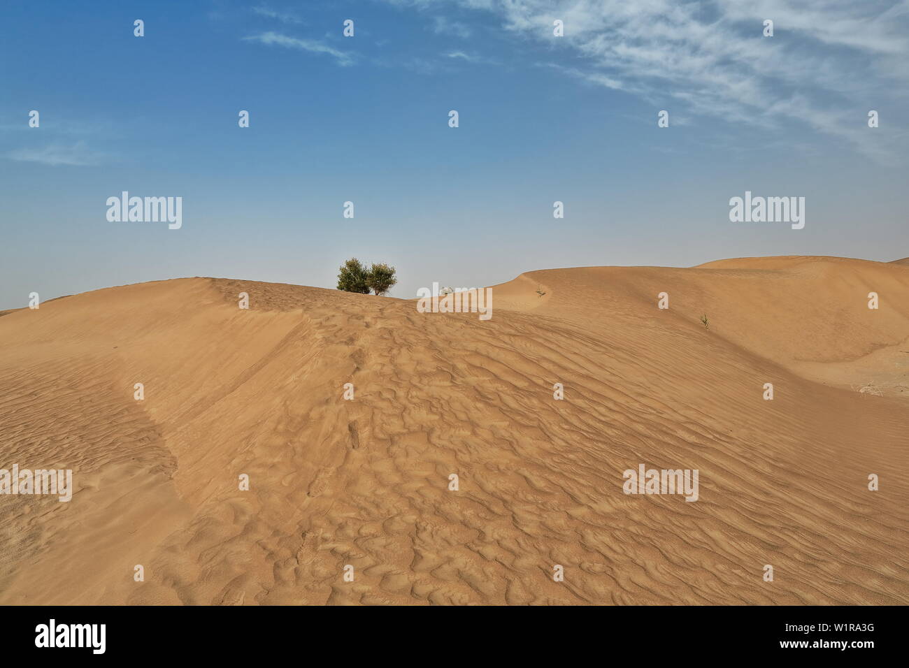 Couple of desert poplar-Populus euphratica trees. Keriya county ...