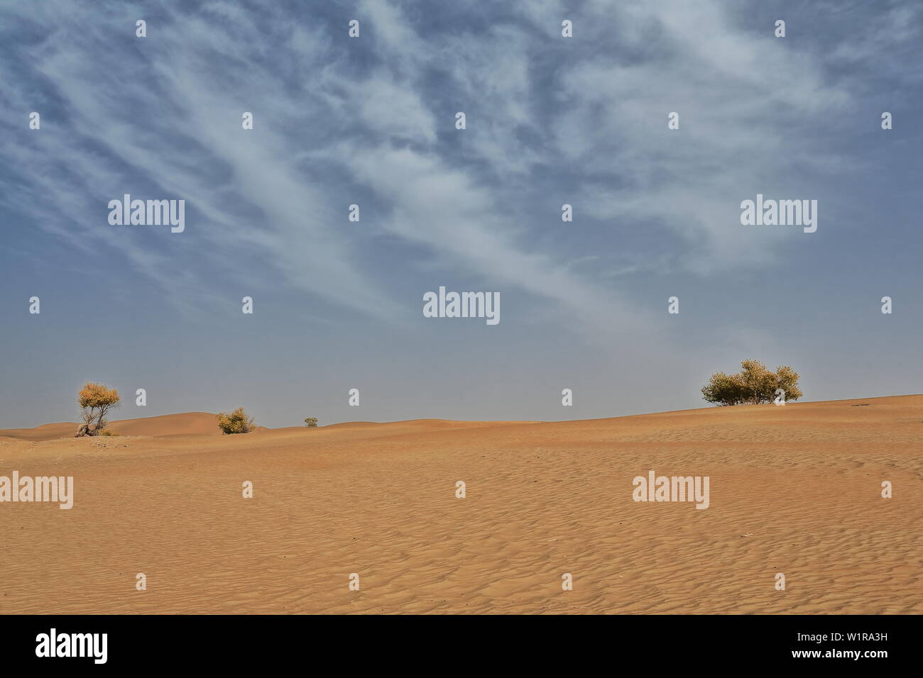 Sparse isolated desert poplar-Populus euphratica trees. Keriya county ...