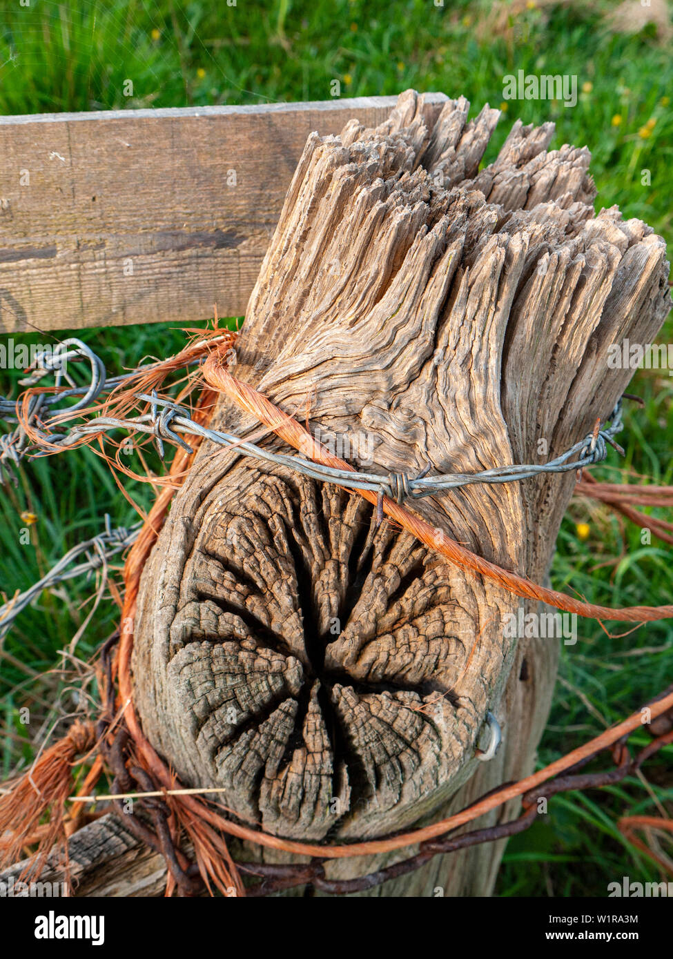 Weathered tree log hi-res stock photography and images - Alamy