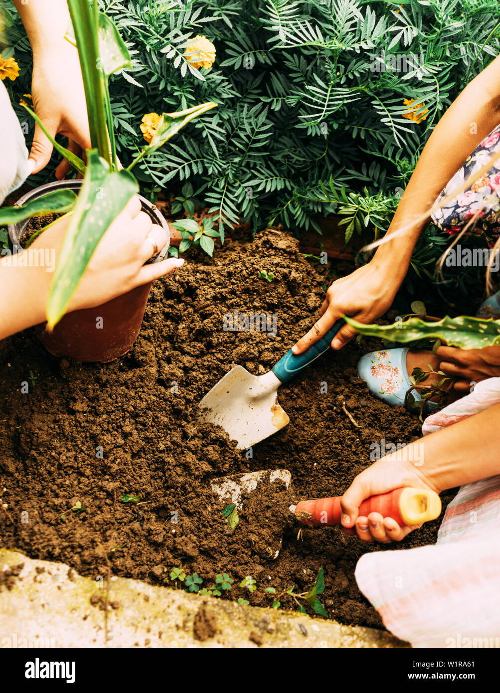 Close-up children's hands hold garden trowels and drip the ground to ...