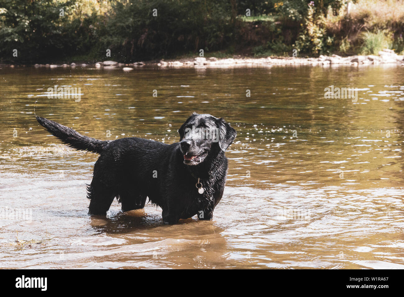 A portrait of an adult black wet labrador dog standing in a river ready ...