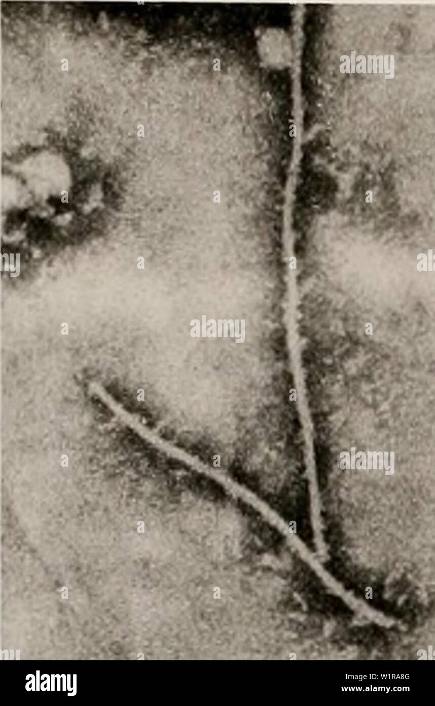 Archive Image From Page 47 Of Cytological Methods For The Detection