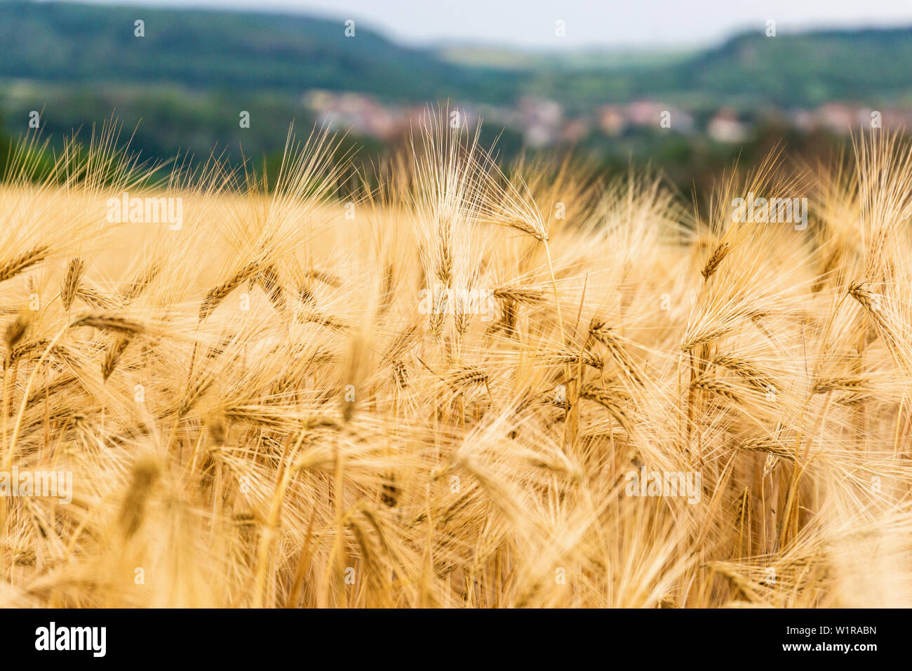 Golden farm field hi-res stock photography and images - Alamy