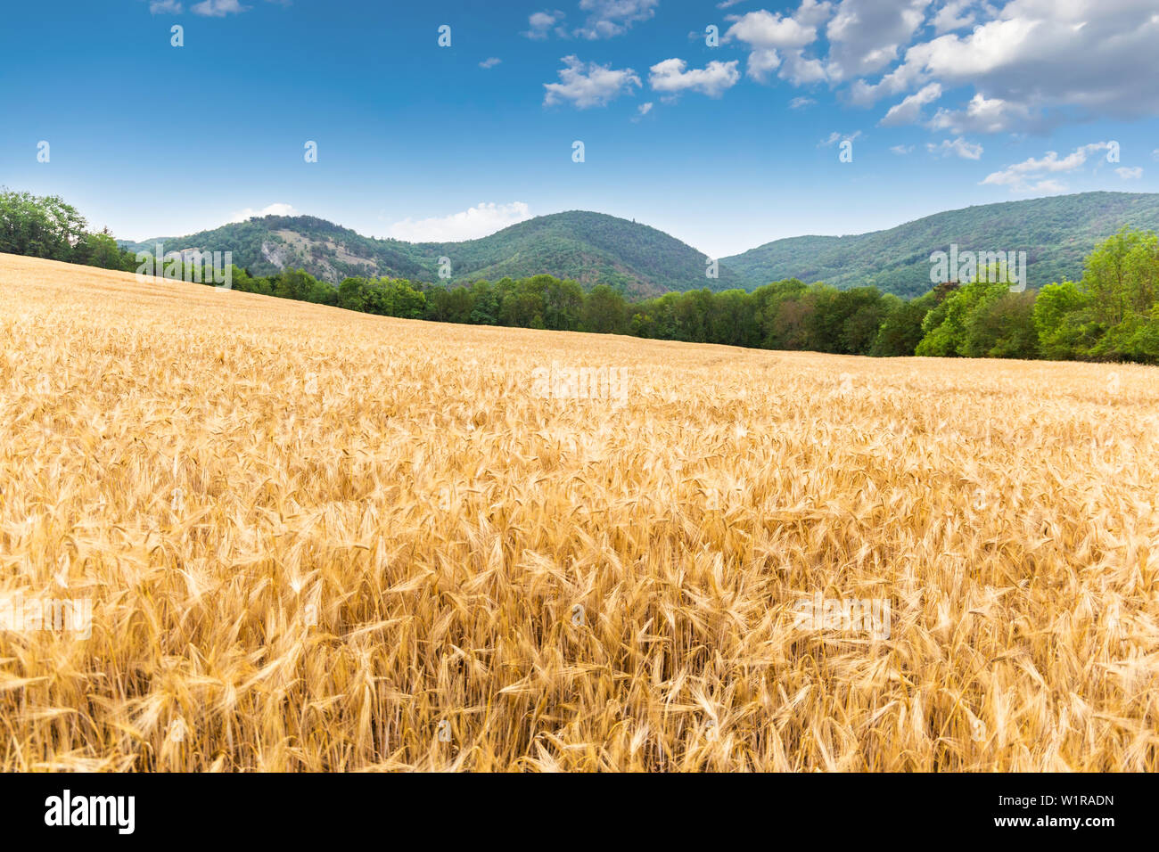 Golden farm field hi-res stock photography and images - Alamy