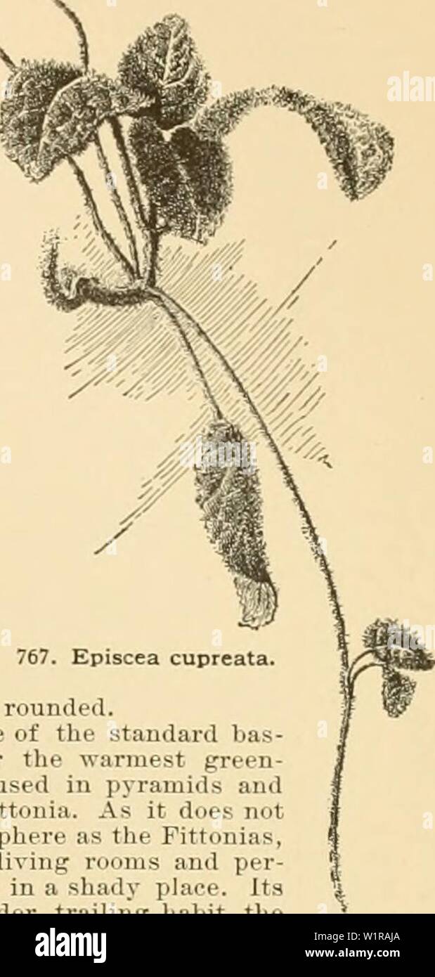 Archive image from page 48 of Cyclopedia of American horticulture ...