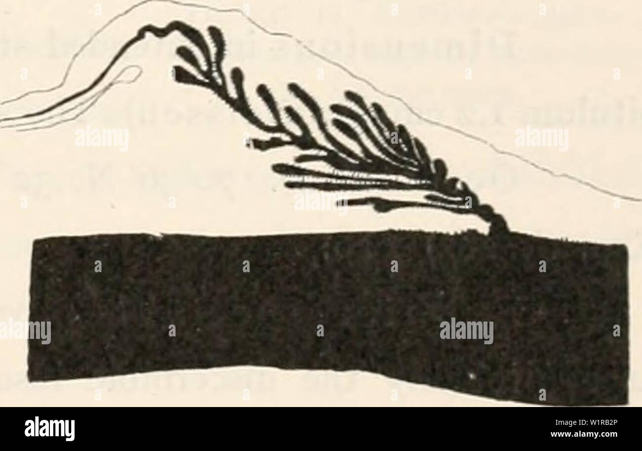 Archive image from page 48 of The Danish Ingolf-Expedition (1921 Stock ...