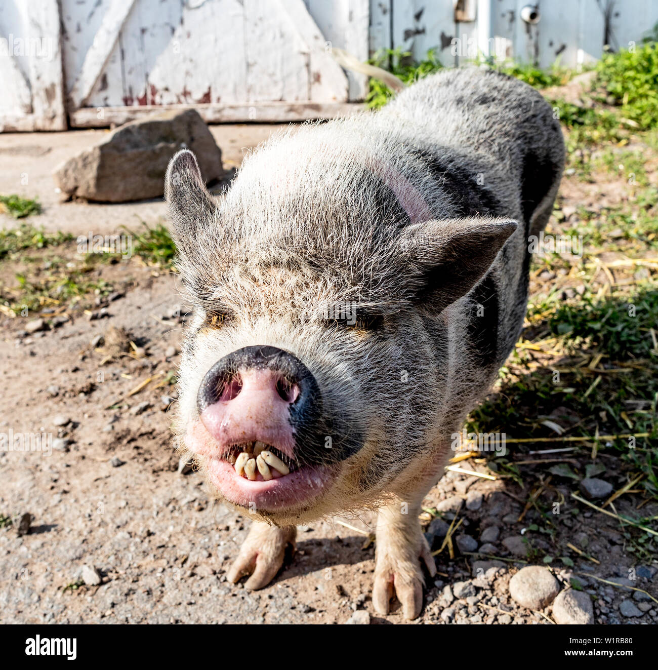 Kunekune pig hi-res stock photography and images - Alamy