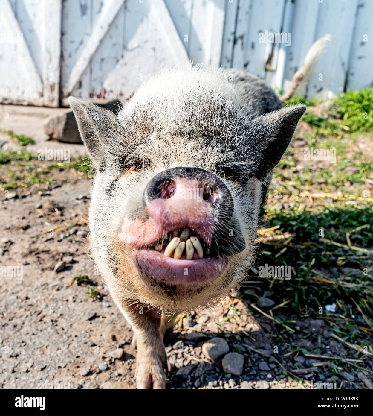 A Kunekune Pig At Arthurs Acres Animal Sanctuary Parksville New York ...