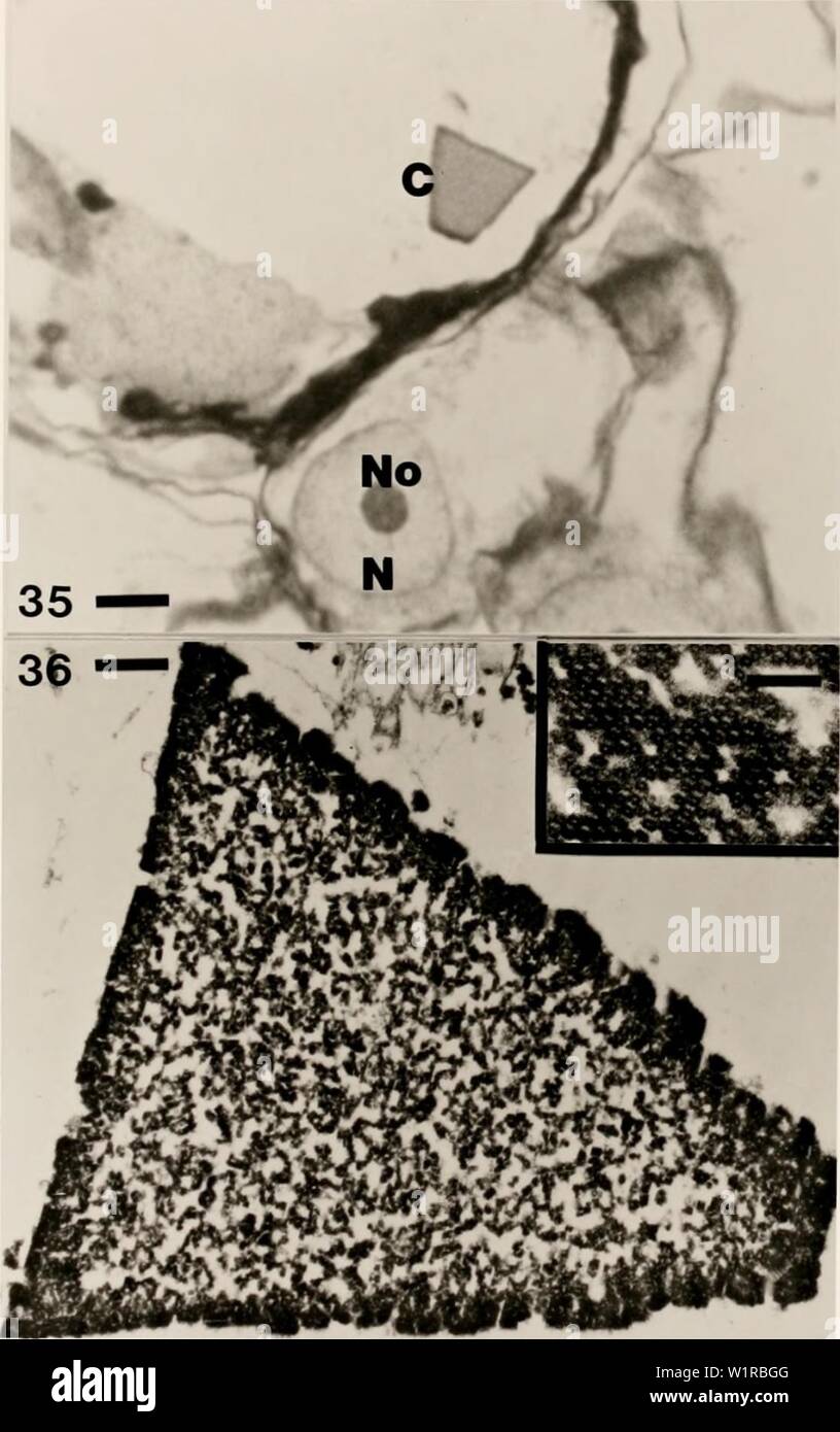Crystal inclusion micrograph hi-res stock photography and images - Alamy