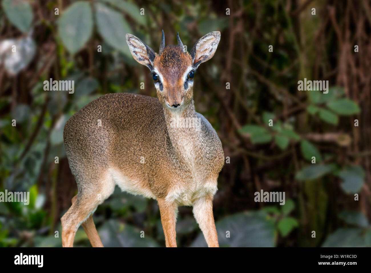 Kirk's dik-dik (Madoqua kirkii) male, small antelope native to Eastern Africa Stock Photo - Alamy