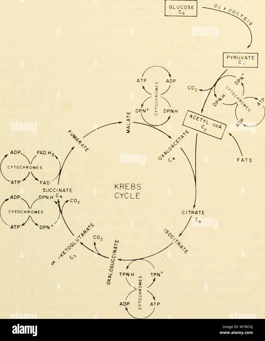 Citric acid cycle hi-res stock photography and images - Alamy