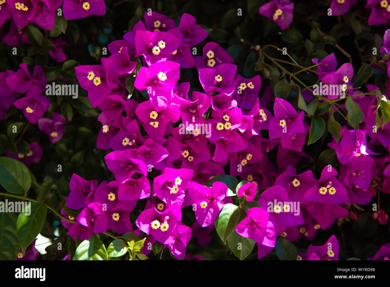 Bodrum garden cafe restaurant hi-res stock photography and images - Alamy