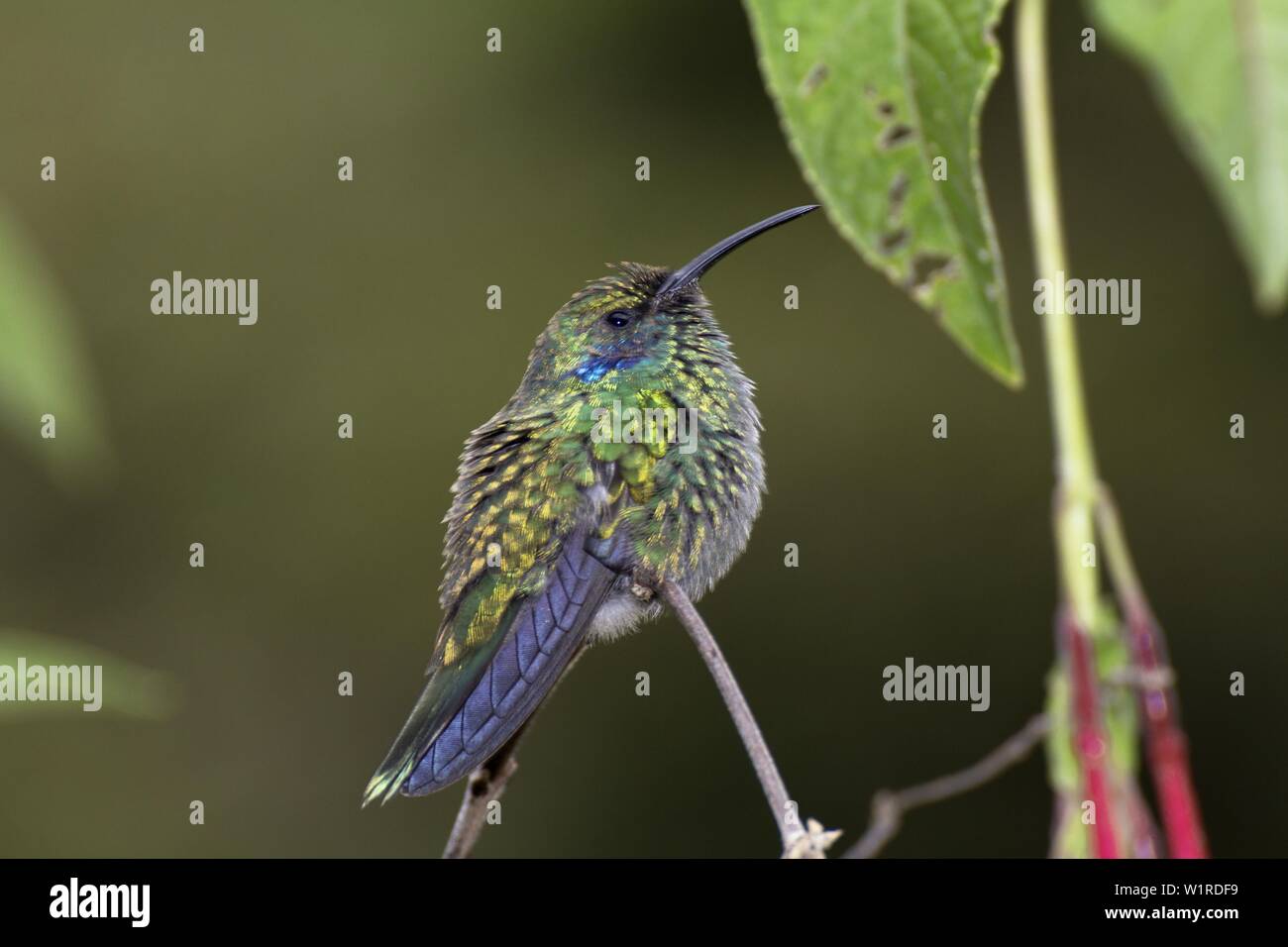 Lesser colibri hummingbird hi-res stock photography and images - Alamy