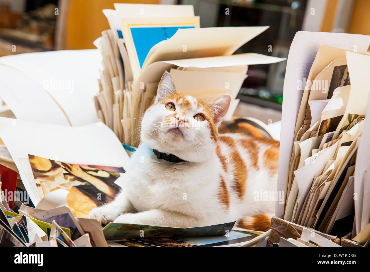 Beautiful cat at the entrance of a famous library in Venice Stock Photo ...
