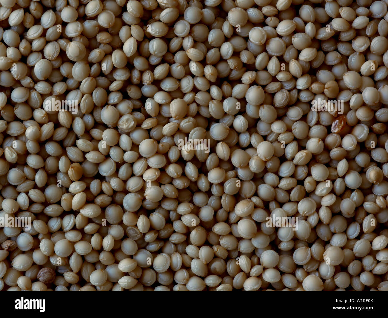 Close-up of Amaranth Seeds, Amaranthus, Food Background Stock Photo - Alamy