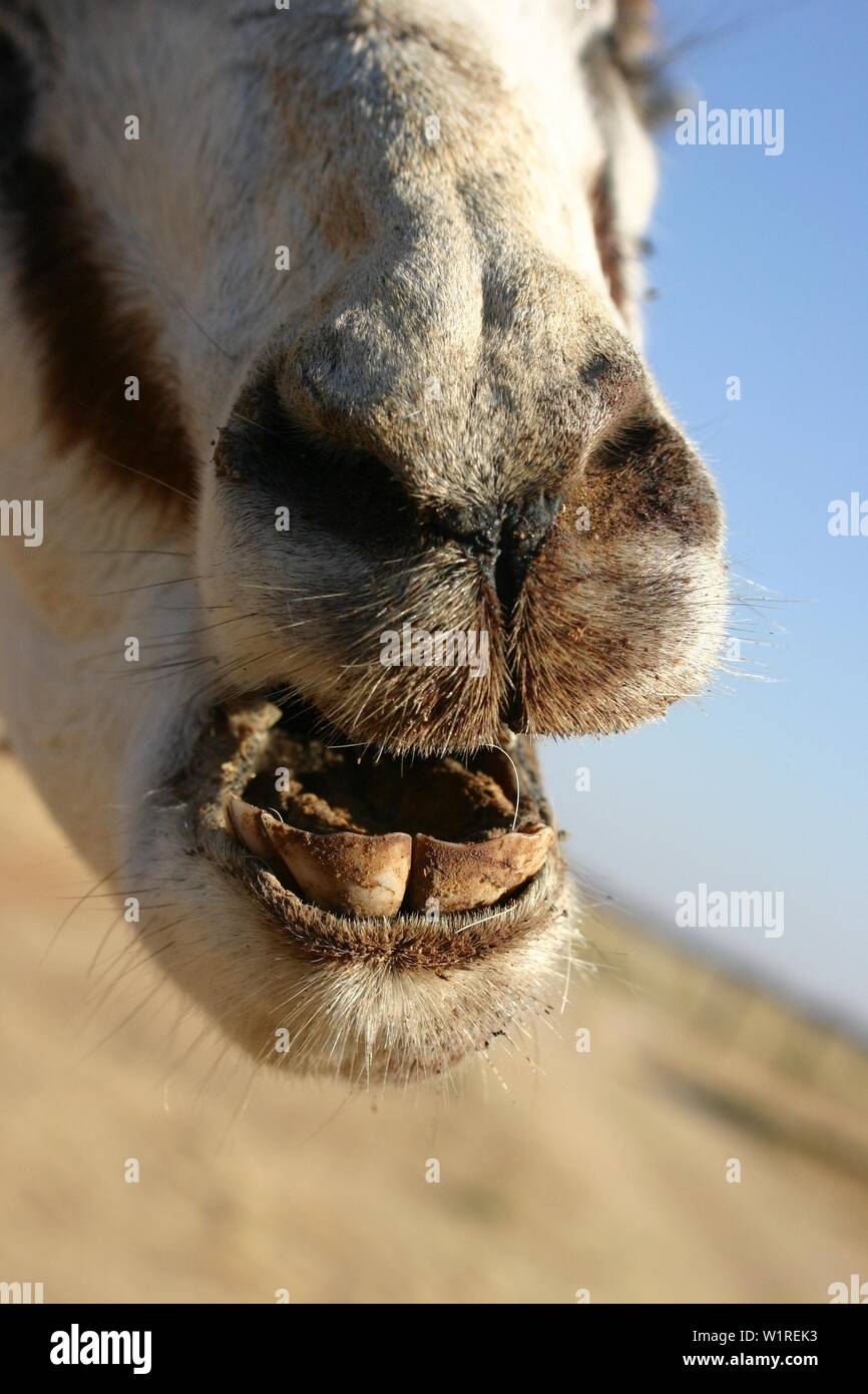 Springbok skull hi-res stock photography and images - Alamy