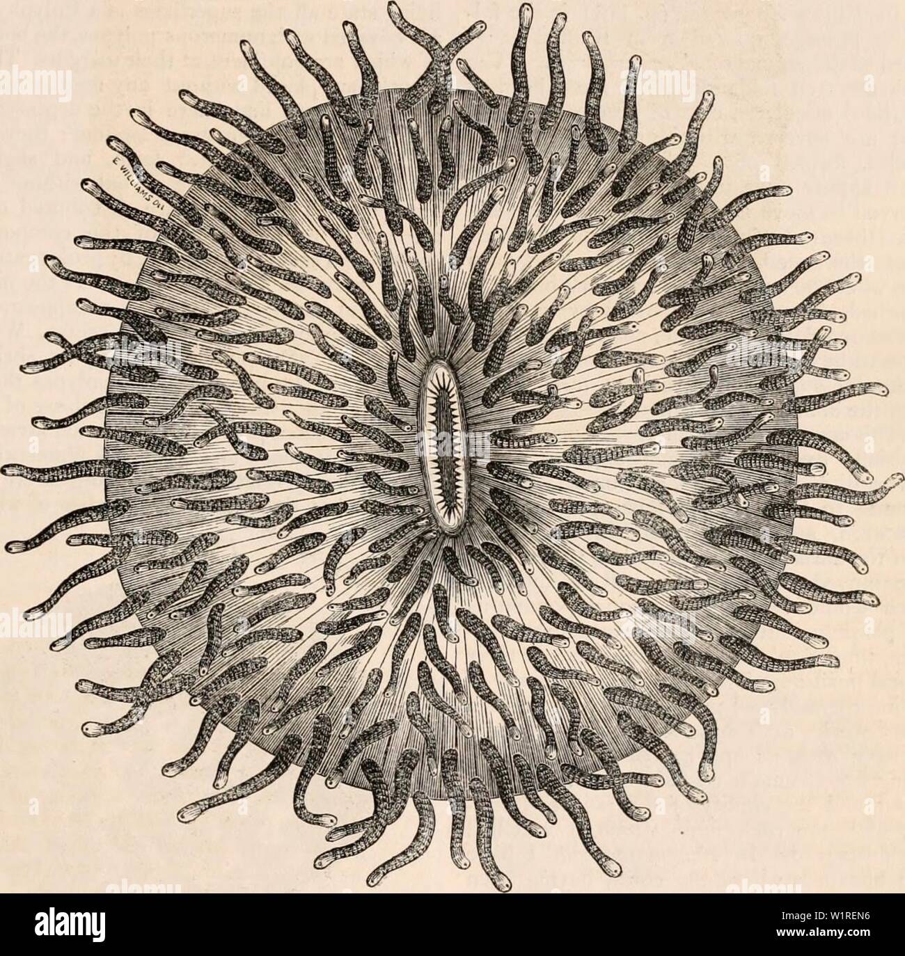 Archive image from page 56 of The cyclopædia of anatomy and Stock Photo ...