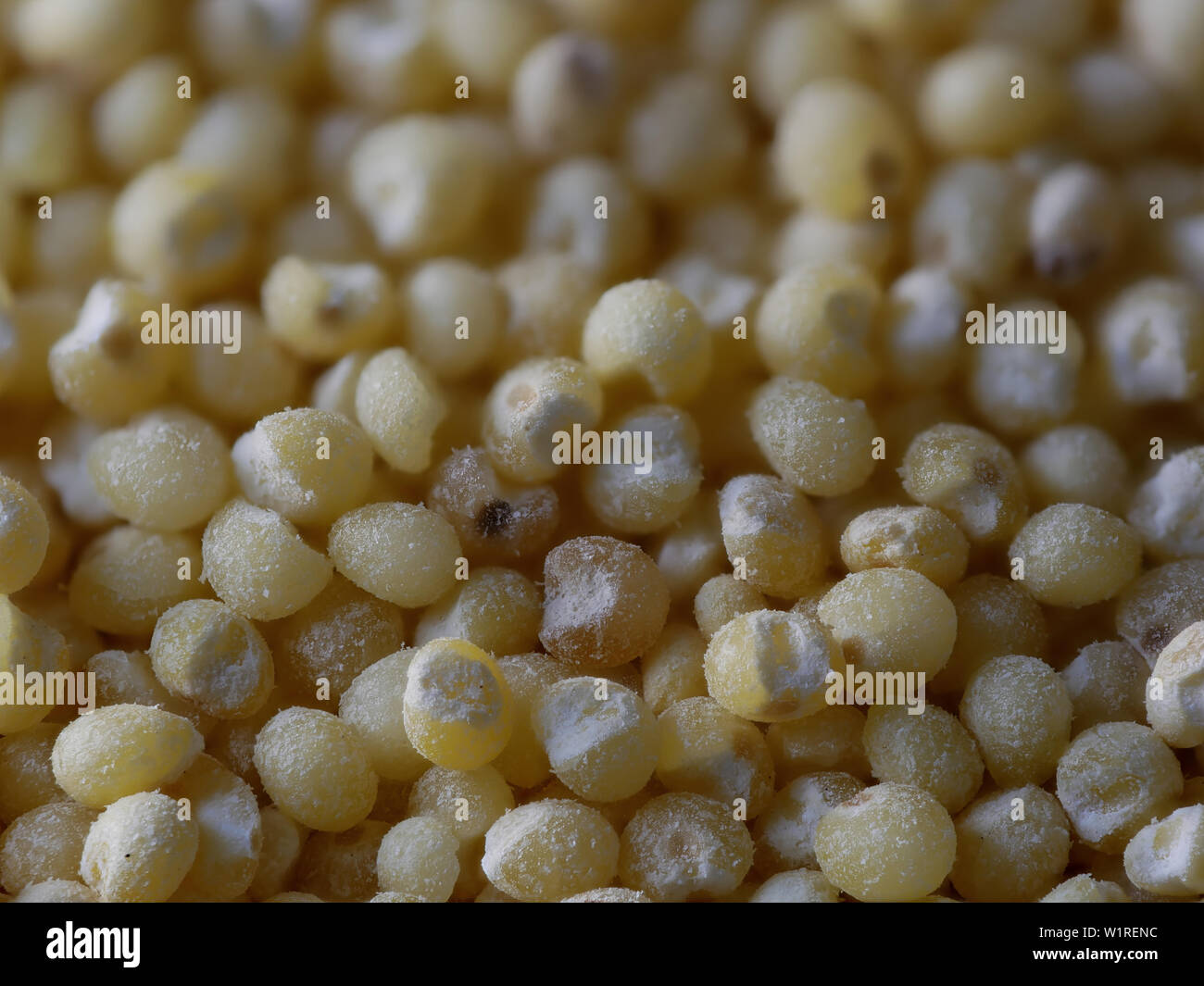 Millet food seed hi-res stock photography and images - Alamy