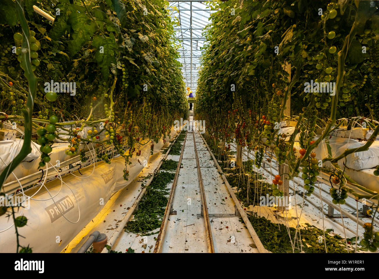 Icelandic greenhouse growing tomato plants with a worker harvesting ...