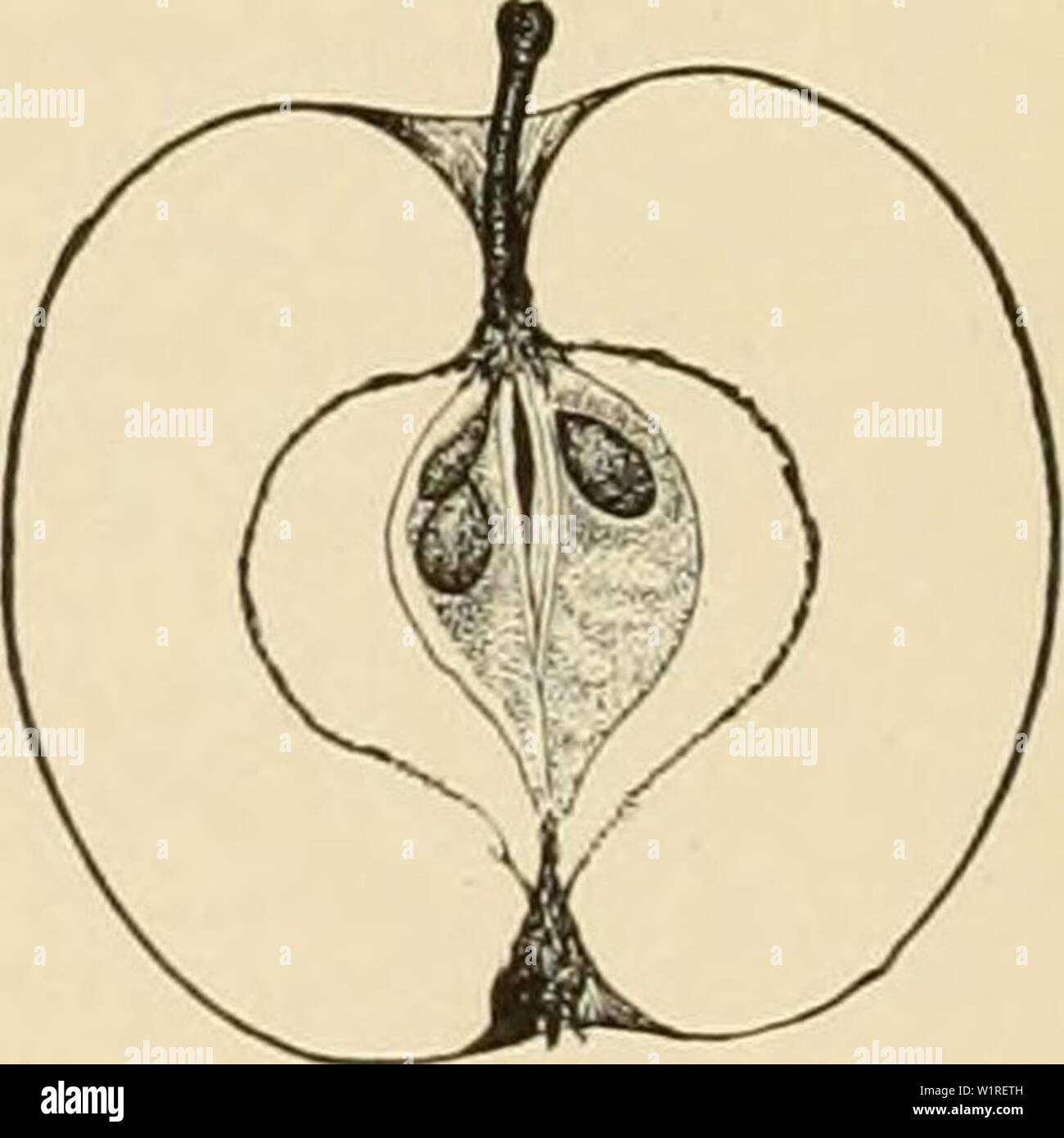 Round conical fruit hi-res stock photography and images - Alamy