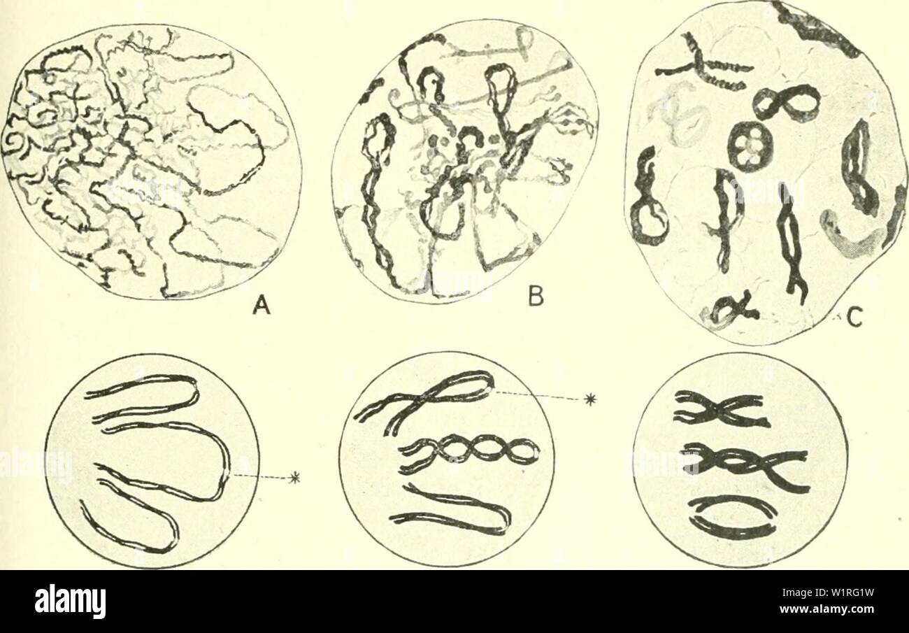 Pachytene hi-res stock photography and images - Alamy