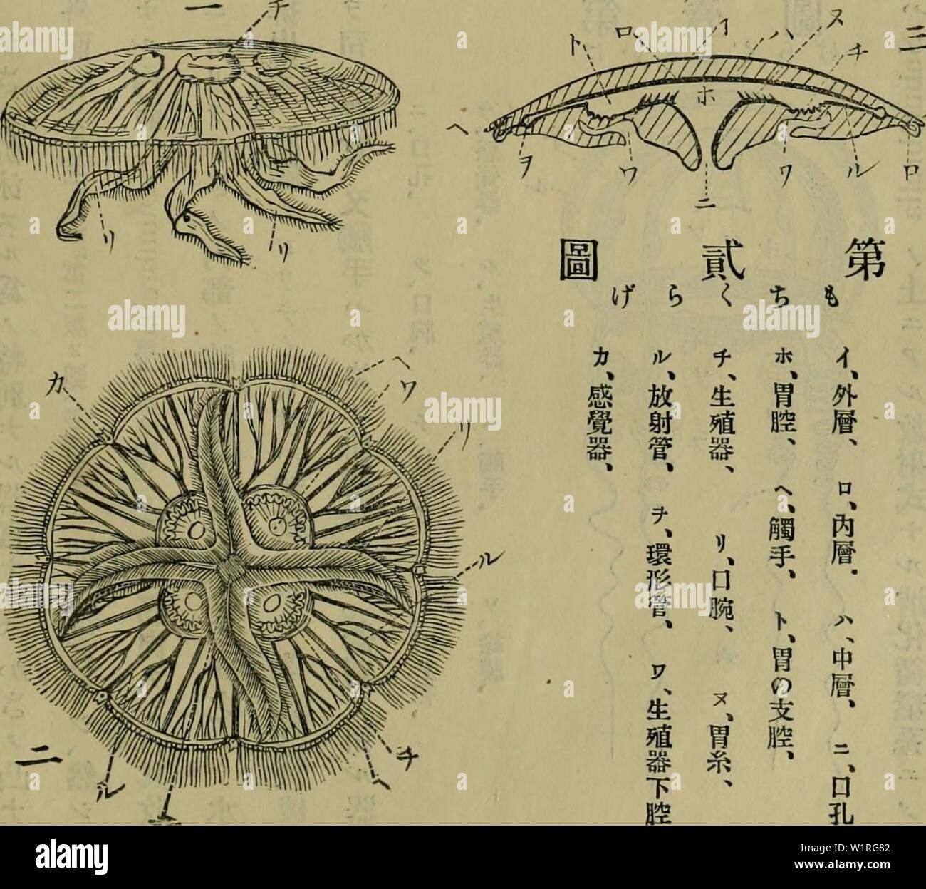 Archive image from page 60 of Dbutsugaku zasshi (1889 Stock Photo - Alamy